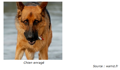 Les symptômes :: La Rage (TPE)